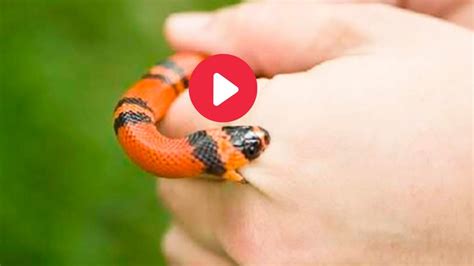 Snake Bites Wife बाबो पत्नीला सापाने केला दंश बायको ऐवजी पतीने