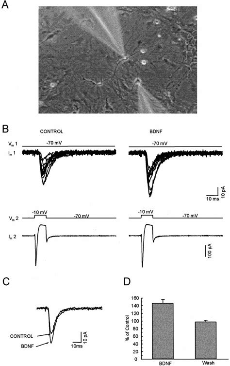 The Effect Of Bdn F On Evoked Synaptic Currents Between Paired Neurons