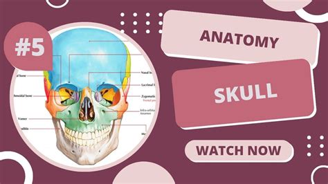 The Skull By Osaid Assayed Youtube