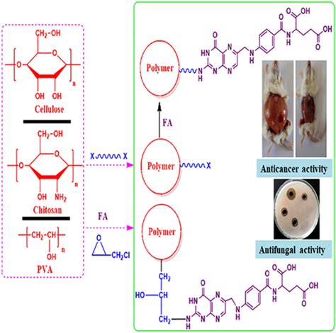 Synthesis Characterization And Biological Activities Of Folic Acid