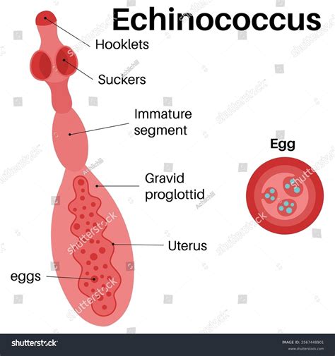 Echinococcus Genus Within Cestoda Stock Vector Royalty Free 2567448901 Shutterstock