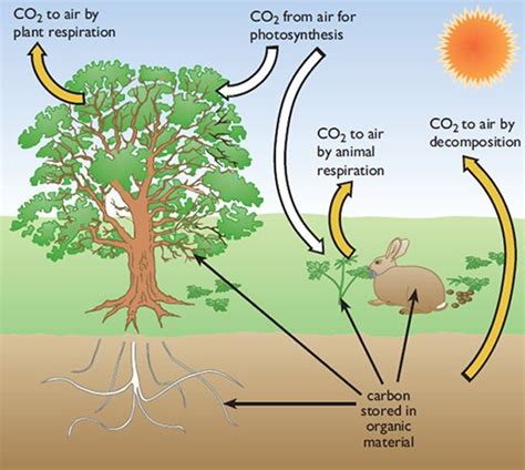 Why Does Decomposition Use Solar Energy Machinery Guides