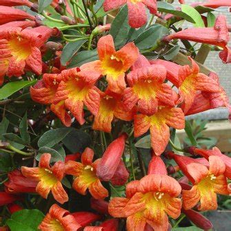 Crabapple LandscapExperts 20 Top Orange Flowers For Atlanta Landscapes
