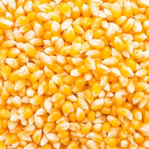 Seeds Of Maize For Gardening Best Quality Seeds Agriculture Review