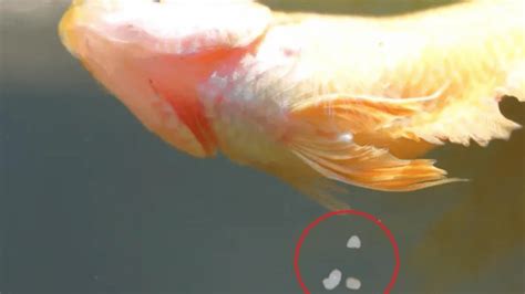 Cómo son los huevos de peces Betta Una guía completa Otro