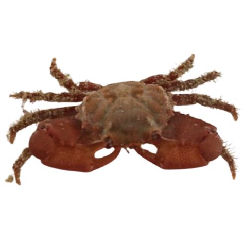Saltwater Invertebrates For Sale Page 8 Foxy Saltwater Tropicals