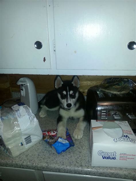 I Caught My 10 Week Ol Siberian Husky Trying To Sneak Some Treats At My