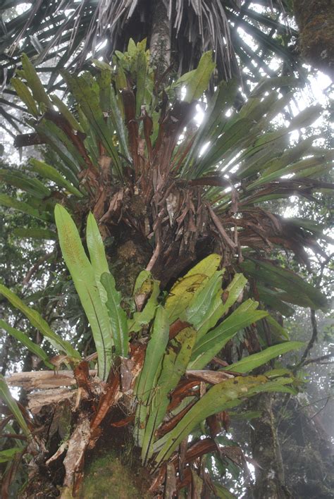 Microsorum Punctatum Sl Ferns And Lycophytes Of The World