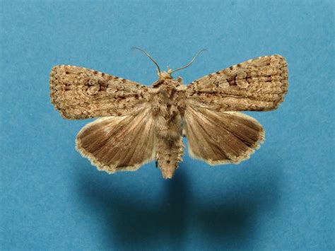 Naenia Contaminata