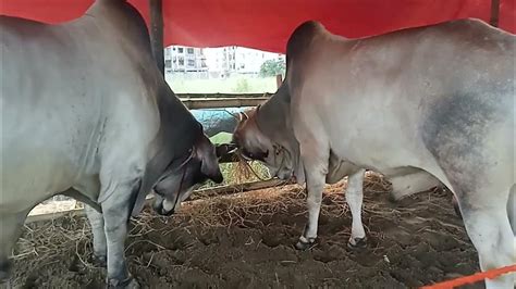 আফতাবনগর গরুর হাটে সবচে বড় গরু ২০২৩ Youtube