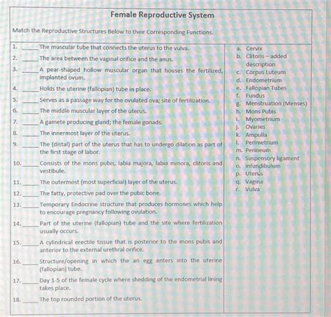 Solved Female Reproductive System Match The Reproductive