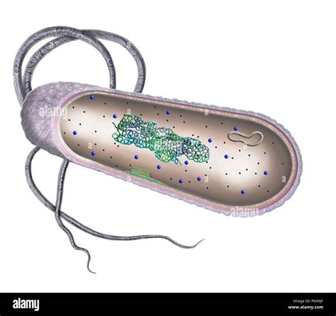 Bacterial Cell Cut Away Illustration Of The Inner Structure Of A Typical Bacterial Cell