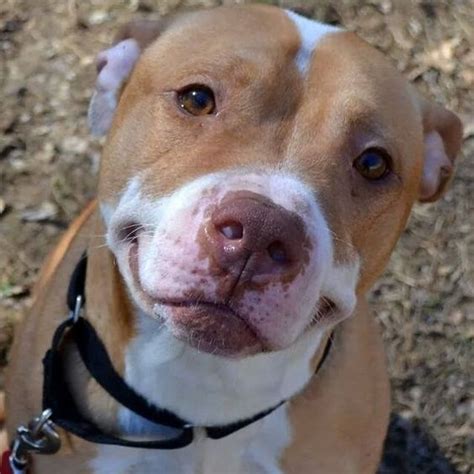 Brown Pitbulls Understanding Coat Color And Genetics