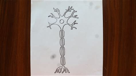 How To Draw Nerve Cell Diagram Nerve Cell Drawing Diagrams Biology