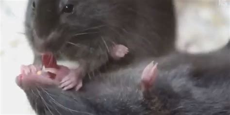 Scientists Left Stunned After Mice Seen Performing Cpr To Revive