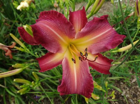 Oak Hill Daylilies Raspberry Grin
