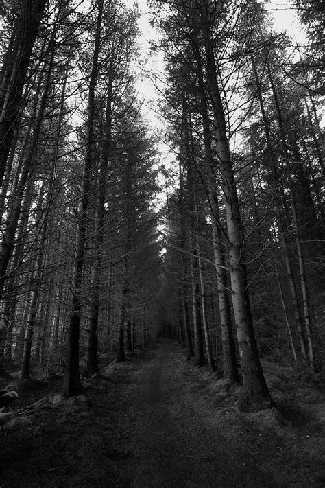 Dark Forest Wallpaper 4k For Mobile Iphone 13 Infoupdate Org