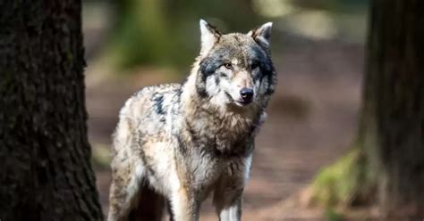 Begegnung mit einem Wolf Wie man sich richtig verhält Pfalz RHEINPFALZ