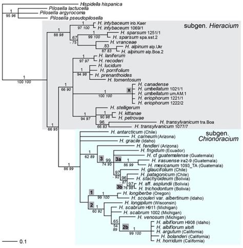 Plants Special Issue Diversity And Evolution Of Asteraceae