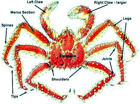 King Crab Ocean Treasures Memorial Library