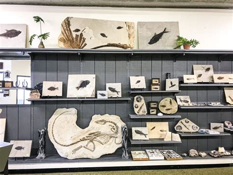 Quarry Stories Tynskys Fossils Fossil Basin
