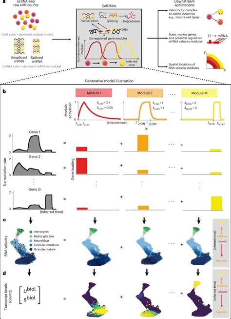 Computational Tool Maps The Origins And Journeys Of Cells In Development… Medical Xpress