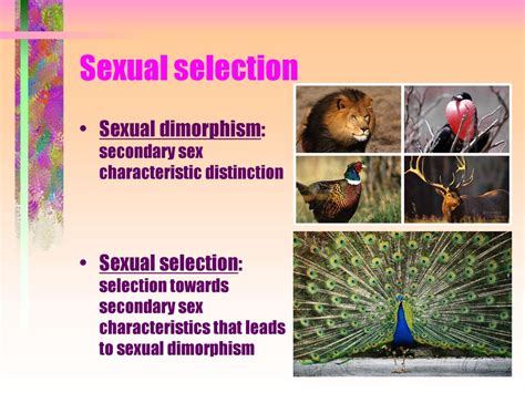 Lecture Date Ppt Download