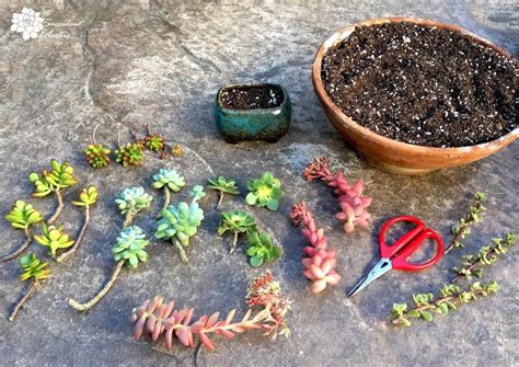 Propagating Succulents From Stem Cuttings The Succulent Eclectic