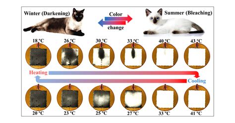 Bioinspired Temperature Adaptive Thermal Management Membrane Based On