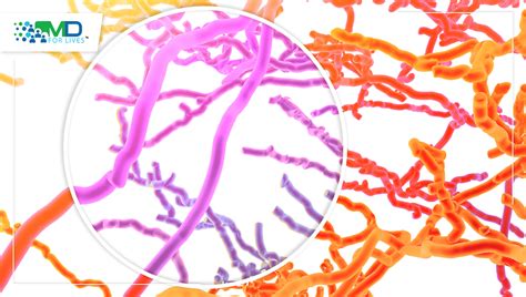 Researchers Unveil First Ever Complete Map Of Drosophila Larvae