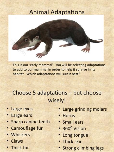 Animaladaptations Game Pdf Predation Mammals