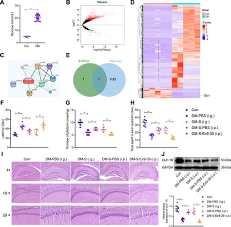 DPP 4 Inhibitors Suppress Tau Phosphorylation And Promote Neuron Autophagy Through The AMPK MTOR
