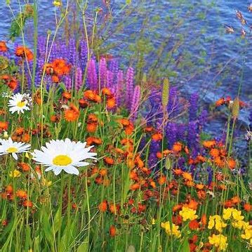 Minnesota Wildflower Seeds Created By Nature