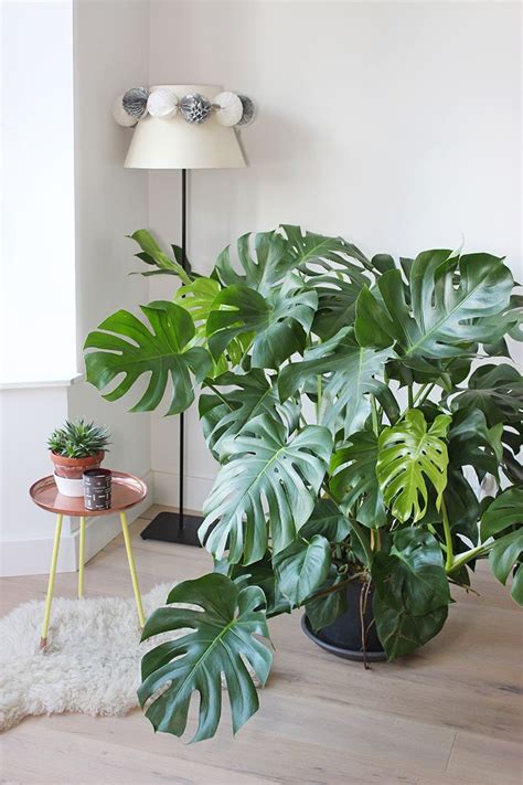 13 Plantas De Sombra Nimernikaela