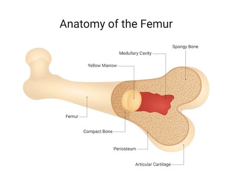 Premium Vector Diagram Of The Femur Bone