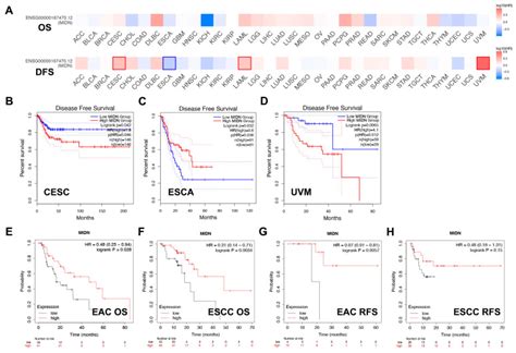 Comprehensive Analysis Reveals Midnolin As A Potential Prognostic