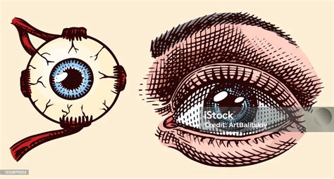 얼굴 왼쪽의 인간의 눈 혈관 푸른 홍채 검은 눈동자를 가진 백색 공막 오르간 시각 시스템 손으로 그린 인그레이브 일러스트 의학 포스터 또는 배너용 스케치 안구에 대한 스톡