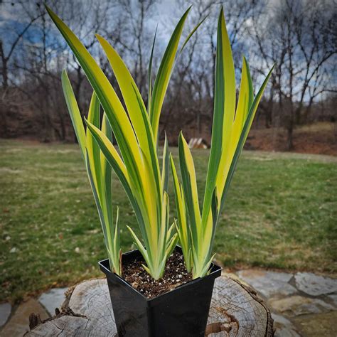 Iris Pallida Aurea Variegata Dalmatian Iris Etsy