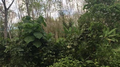 ต้นหลอหรือต้นหูช้าง ต้นหูช้าง ต้นหลอ ต้นหลอใต้ ลอขาว ล่อขาว ล่อ ต้นใบกางร่ม ต้นหูช้าง