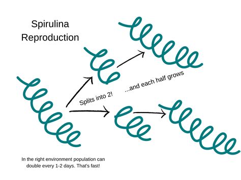 Growing Spirulina In The Classroom 18 Steps With Pictures