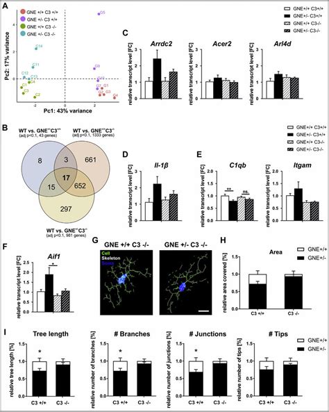 Complement Component 3 C3 Deficiency Partially Rescues Altered Gene