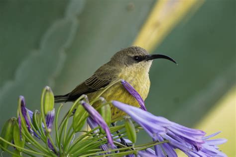 タイヨウチョウ科タイヨウチョウの種 eBird