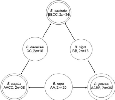 Relationship Of Six Natural Brassica Species In The Triangle Of U
