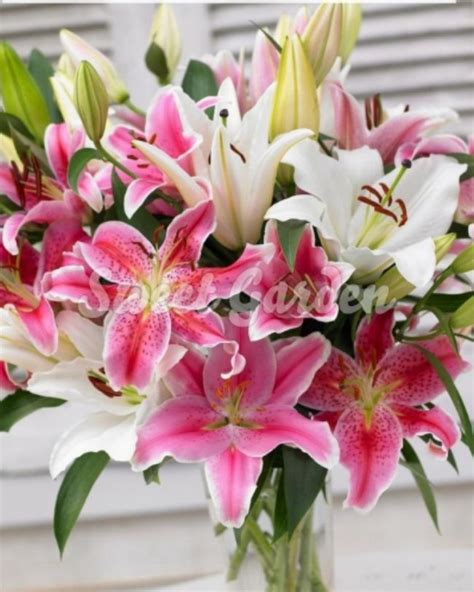 Lilium Oriental Mixed Vegyes Liliom Virághagyma 1 8711554785580