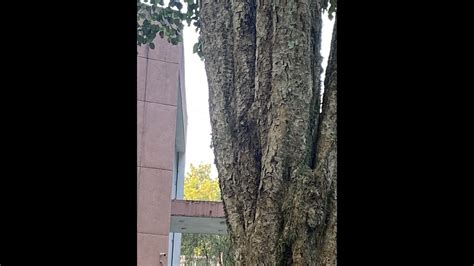 Optical Illusion Can You Spot A Bird Hidden In This Picture Trending