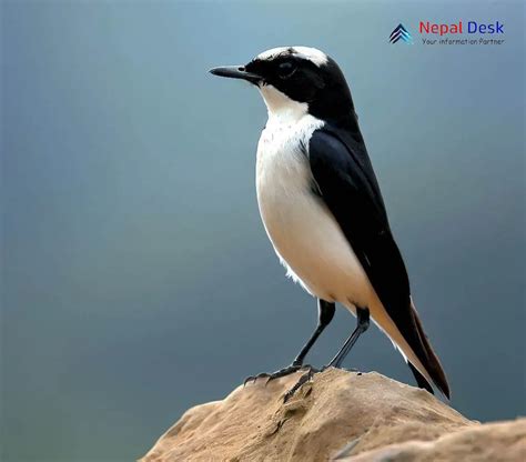 Variable Wheatear The Versatile Wanderer Of Arid Lands Nepal Desk