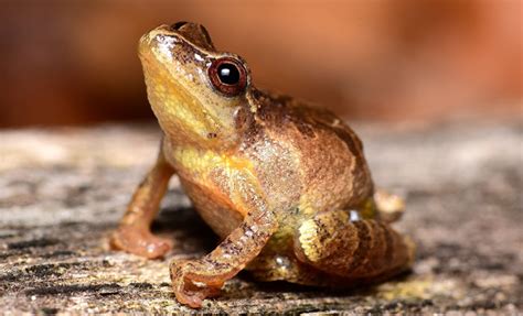 Spring Peeper 101 Physical Characteristics Habitat Behavior And