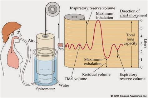 AS Biology King Alfred S Academy Lung Function Info For Monday S Lesson Miss Timms