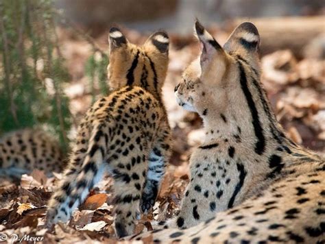 Serval Cub Adorable Big Cat Photo