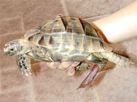 The Most Terrifyingweirdest Penises Of The Animal World Album On Imgur